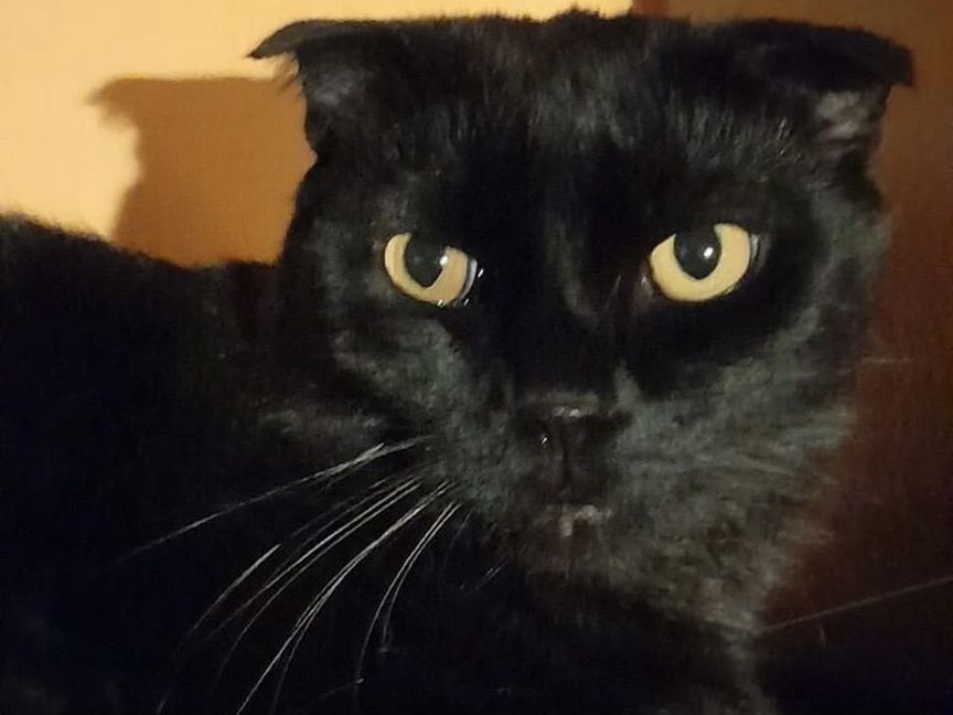 Кот шотландец вислоухий в дар