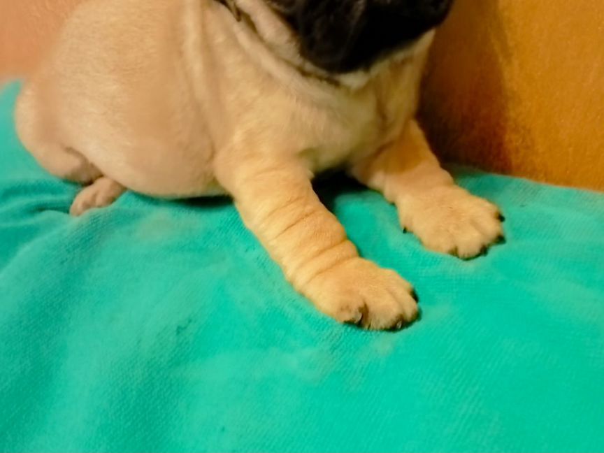 Щенки мопса