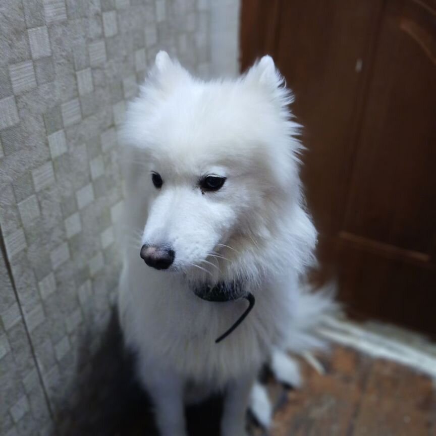 Самоедская лайка в добрые руки