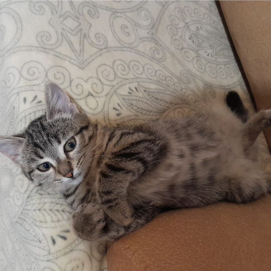 Котёнок в добрые руки