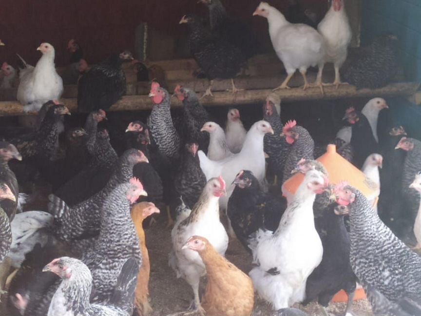 Куры несушки мясояичные породы