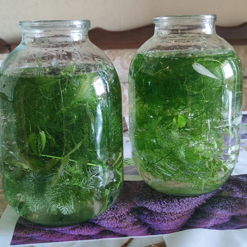 Аквариумные растения