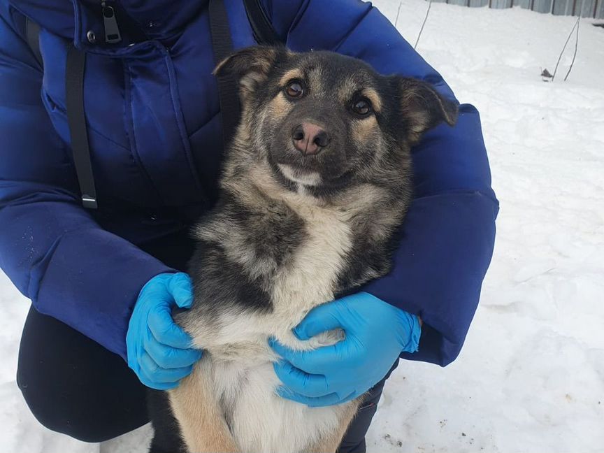Собака в добрые руки отдам бесплатно