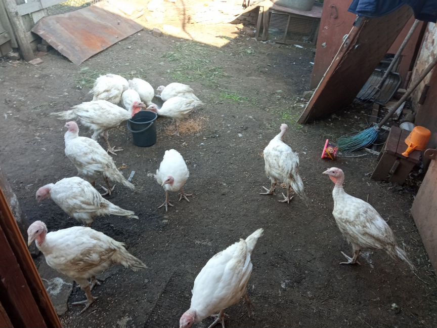 Индюки хайбрид конвертер