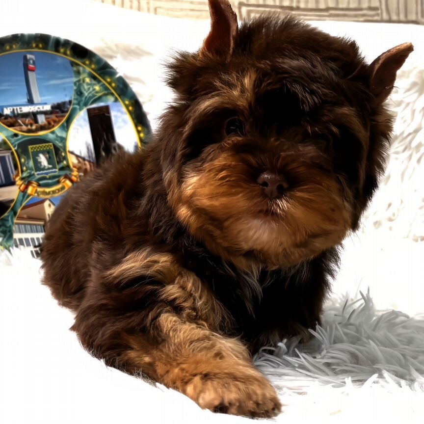 Йоркширский терьер, щенок