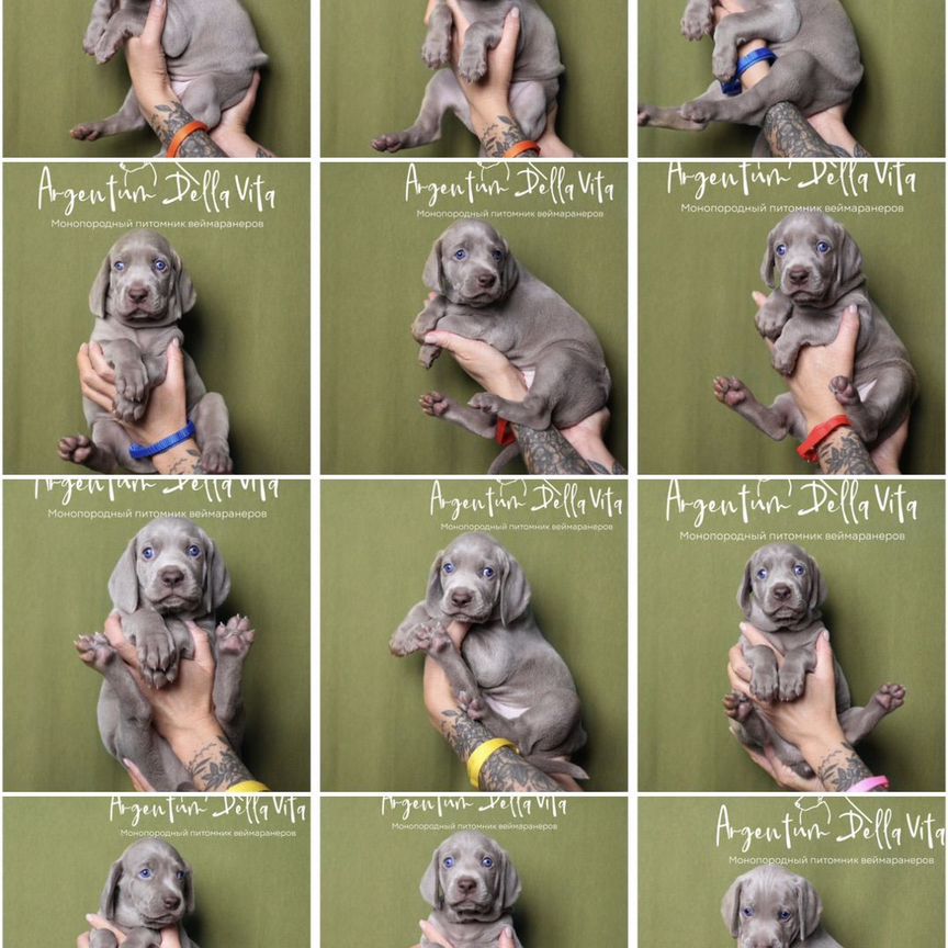 Щенки веймаранера