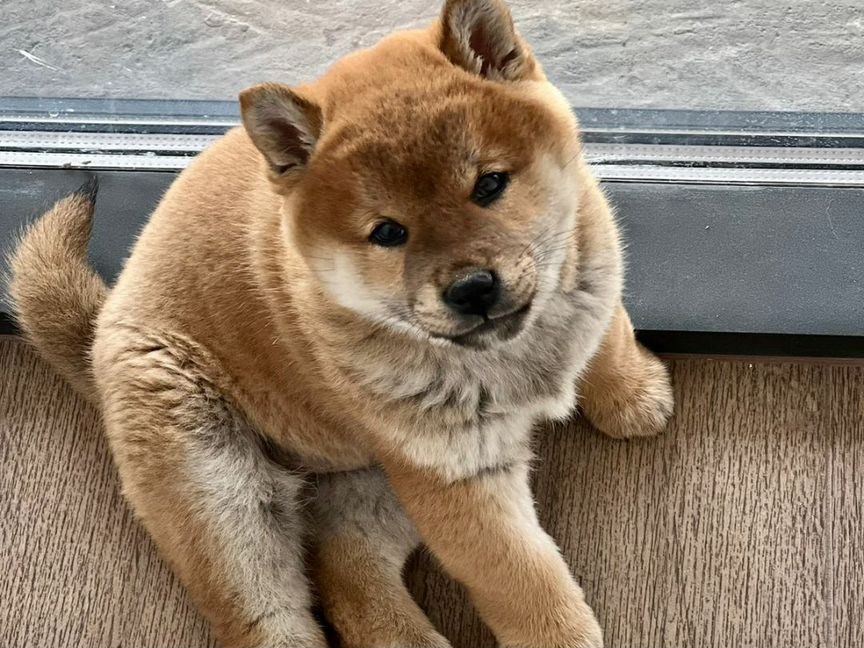 Щенки сиба-ину РКФ