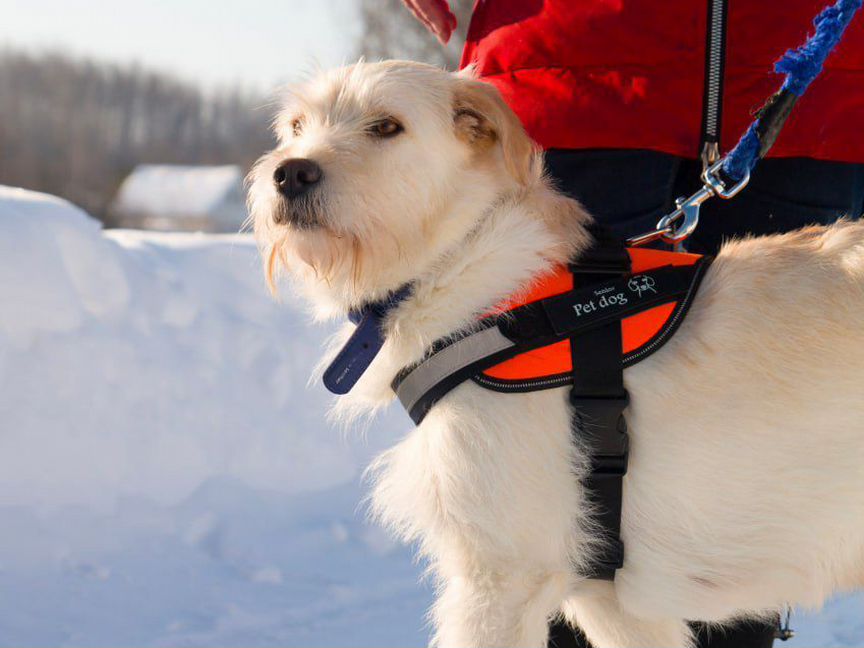 Собака в добрые руки