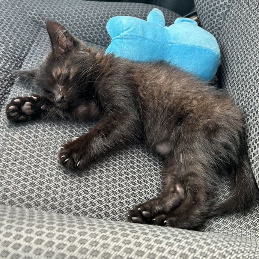 Котенок