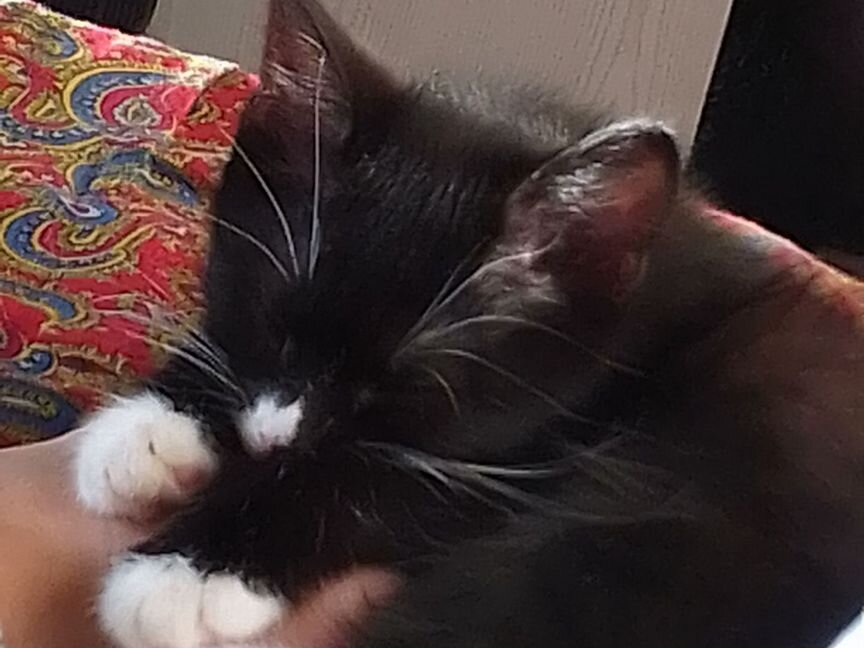 Кот Чан