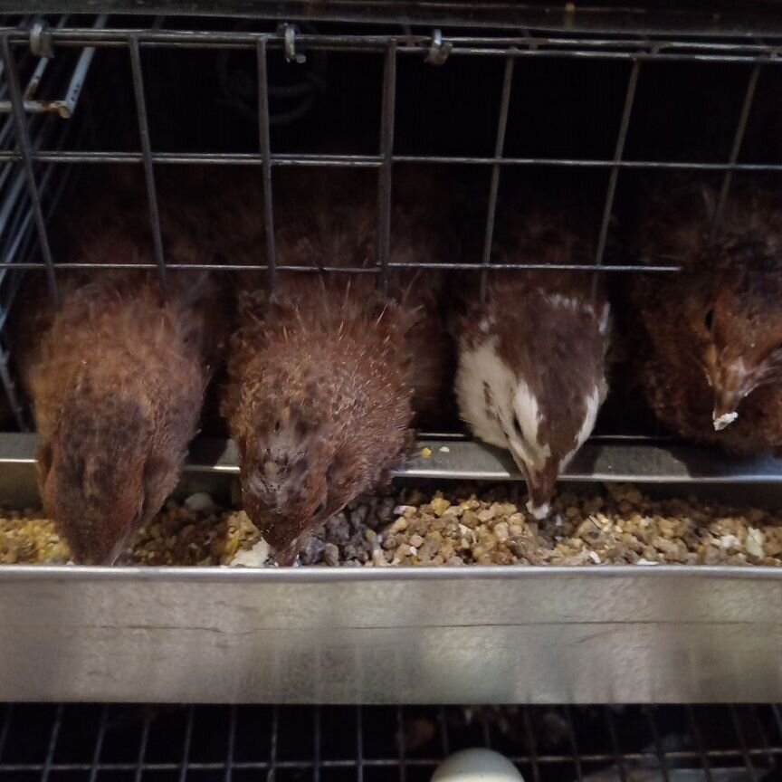 Перепела несушки селадон