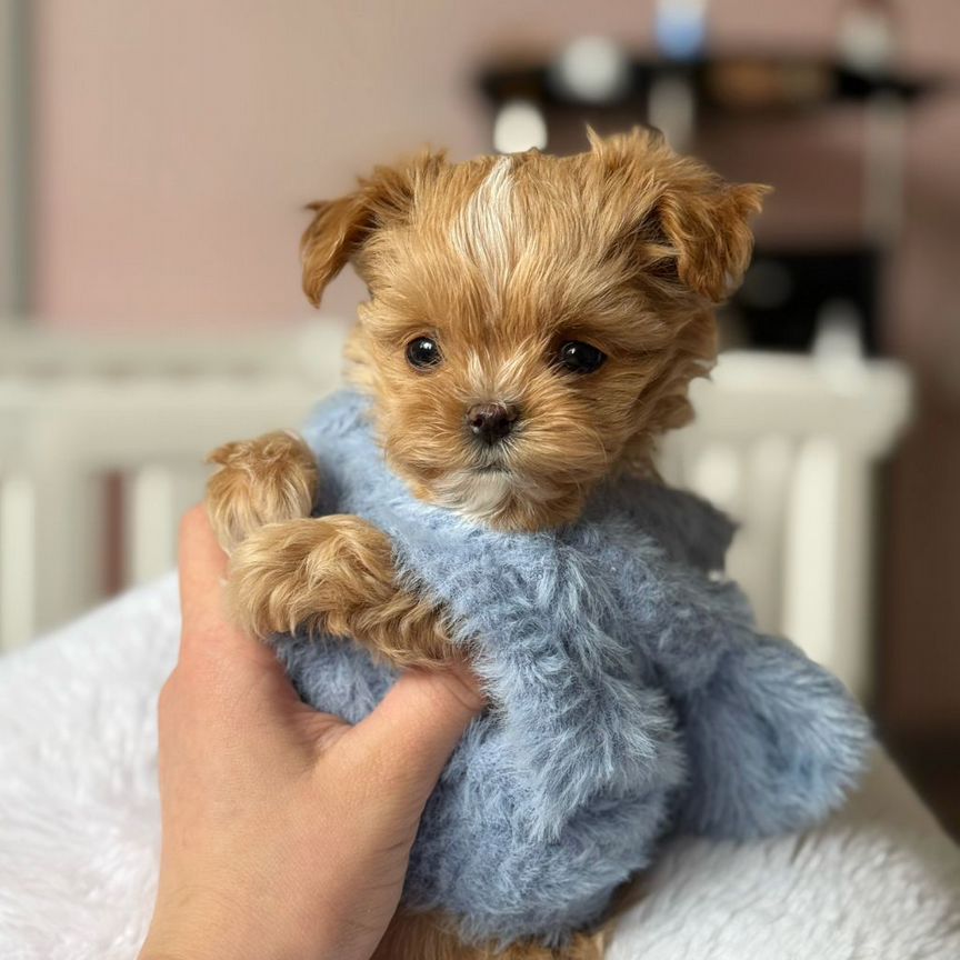 Мальтипу, щенок