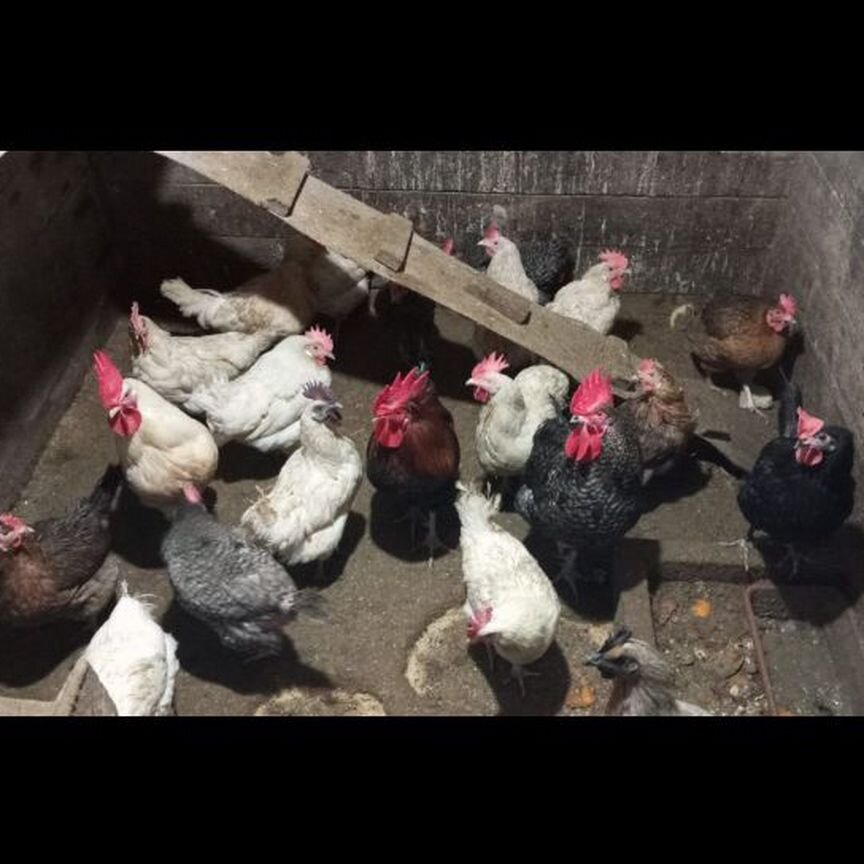Куры несушки продам