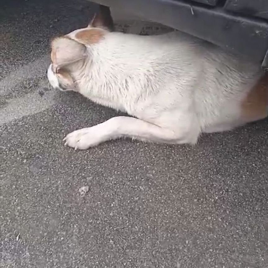 Собака в добрые руки