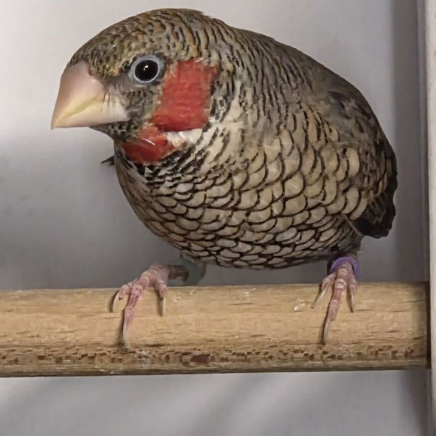 Африканский грасногорлый амадин