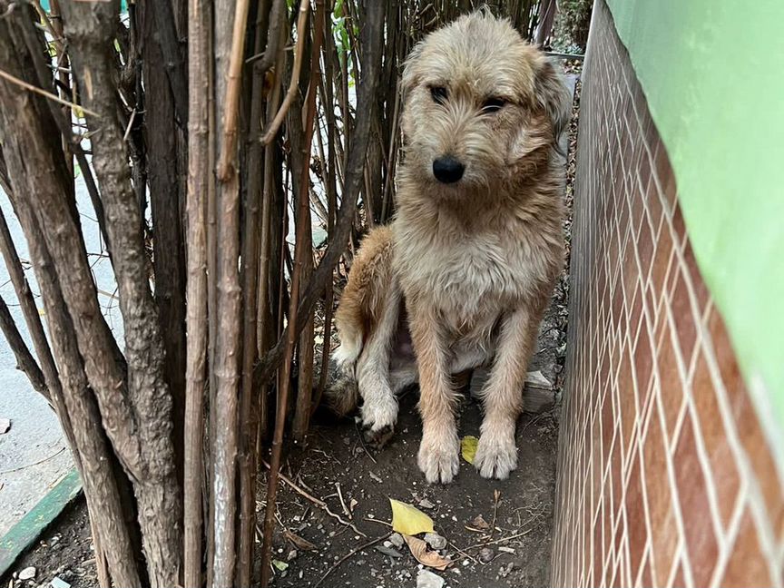 Собака в отлове