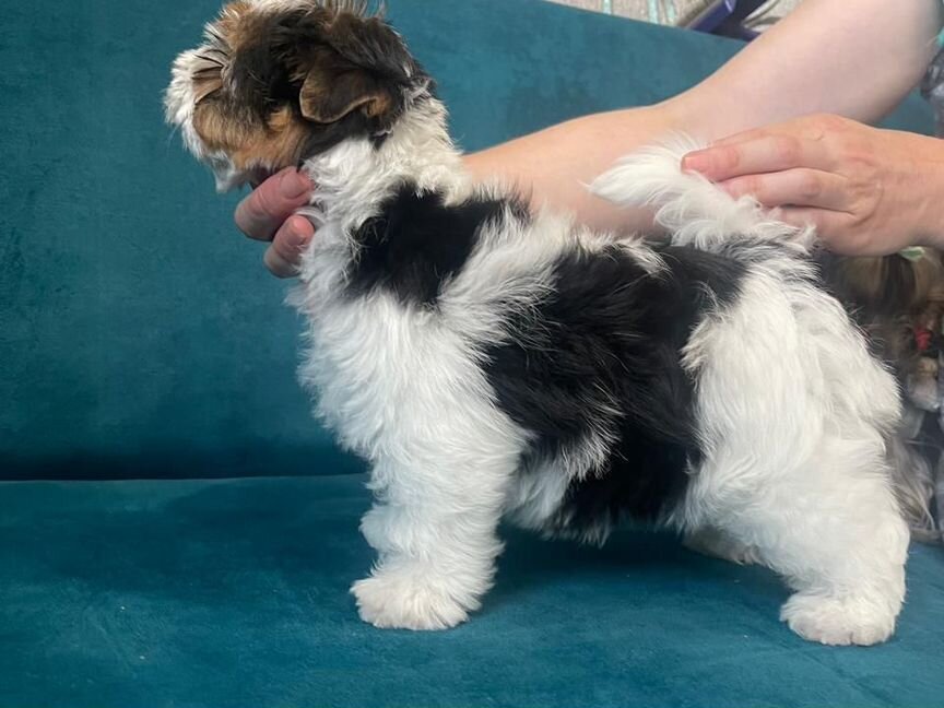 Бивер щенки