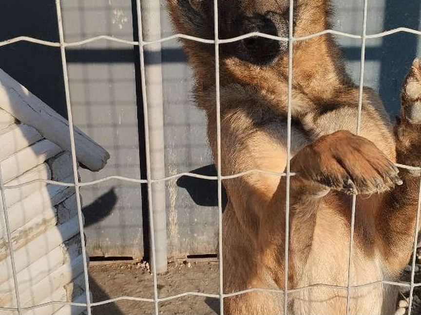 Продаю собаку