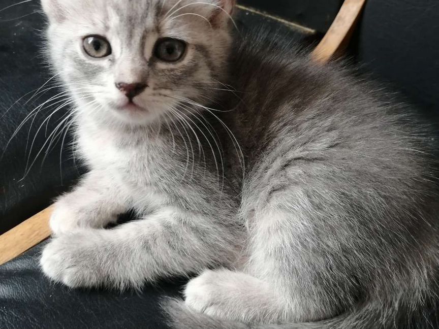 Отдам кошечку