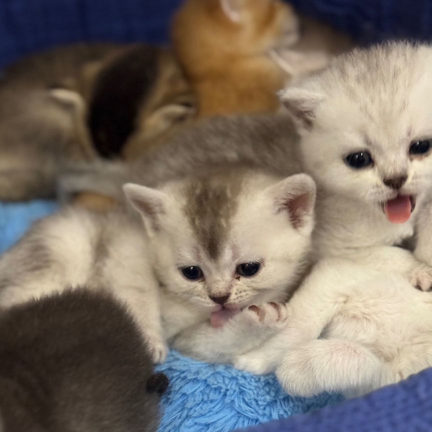 Британский короткошёрстный котёнок