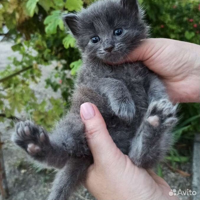 Котята 4шт в добрые руки (мальчики)