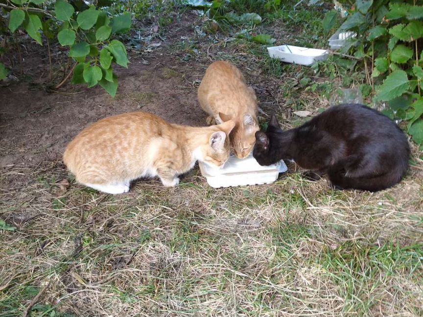 Котята в добрые руки