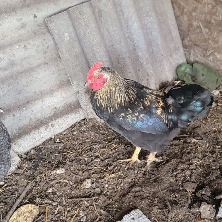 Петухи молодые