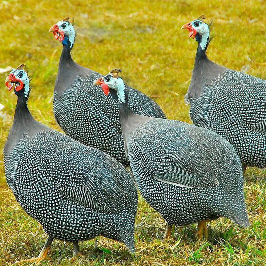 Цесарка бройлер Франция