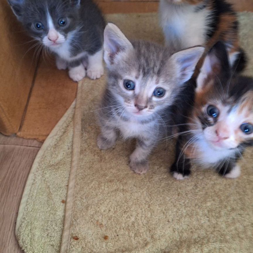Котята