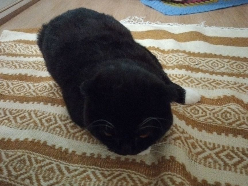 Кошка. Шотландский. Красивая. Мальчик