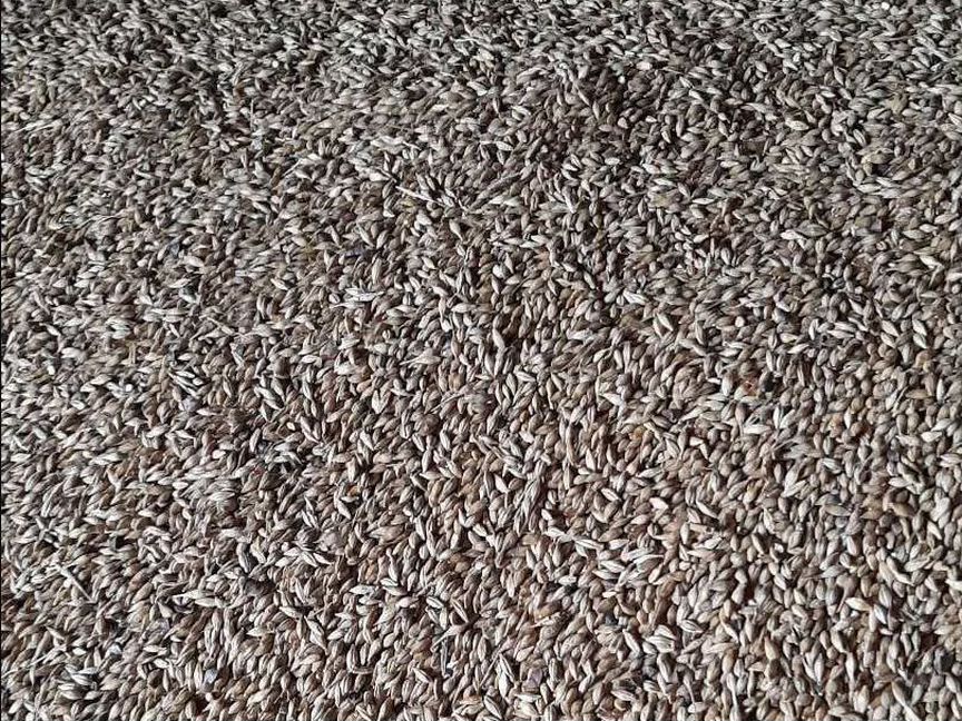 Кормовая кукуруза, Семечко на корм