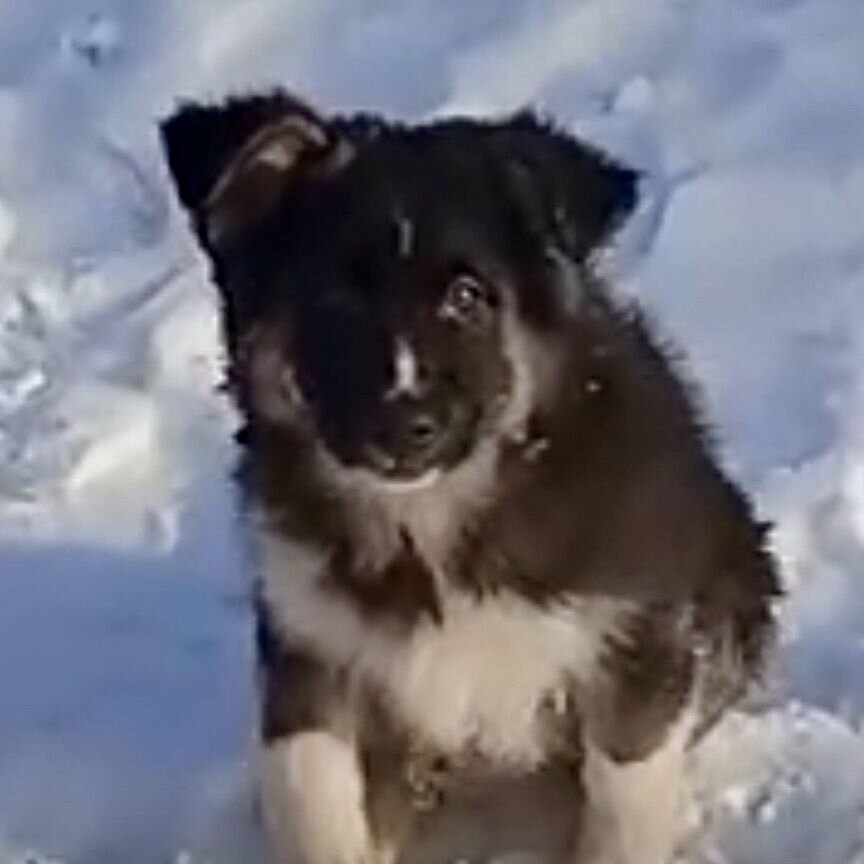 Щенок нашли