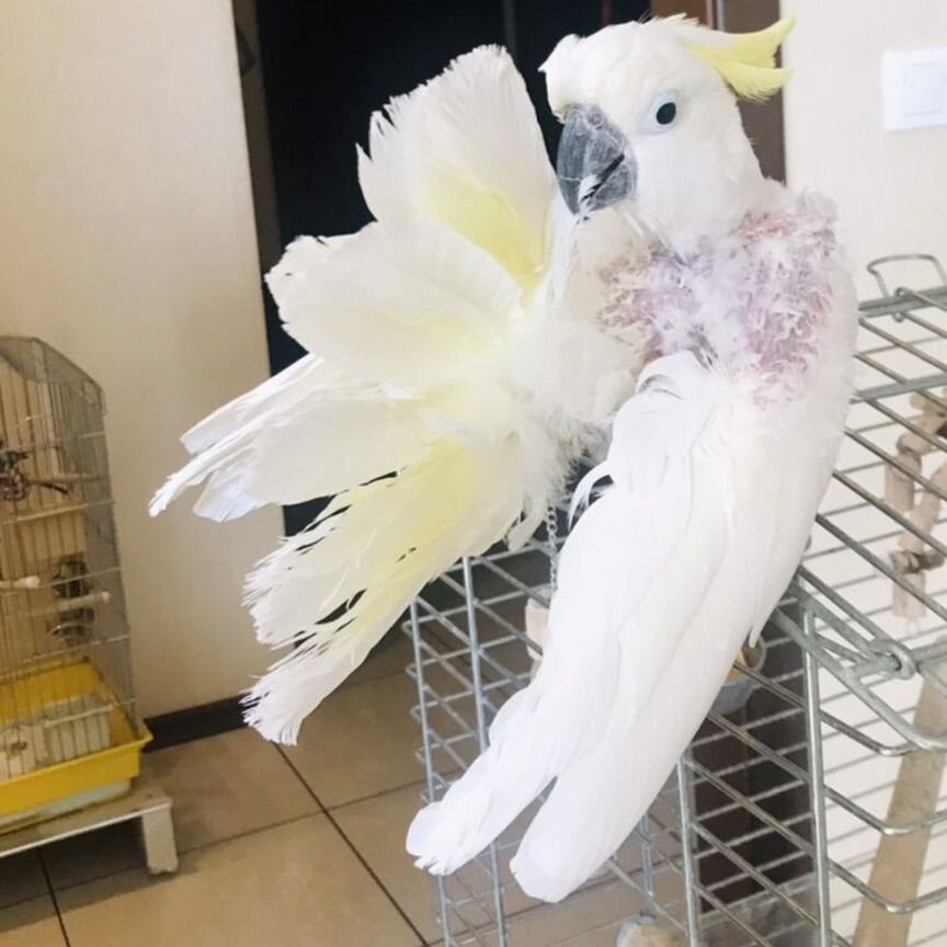 Попугай какаду