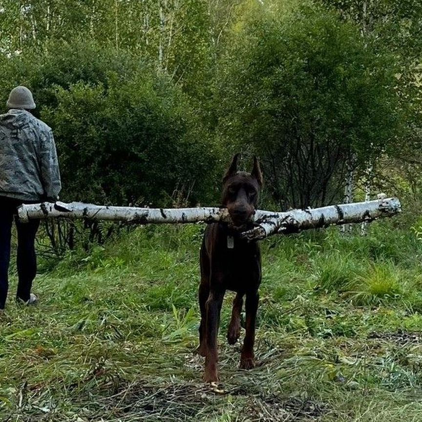 Доберман отдам