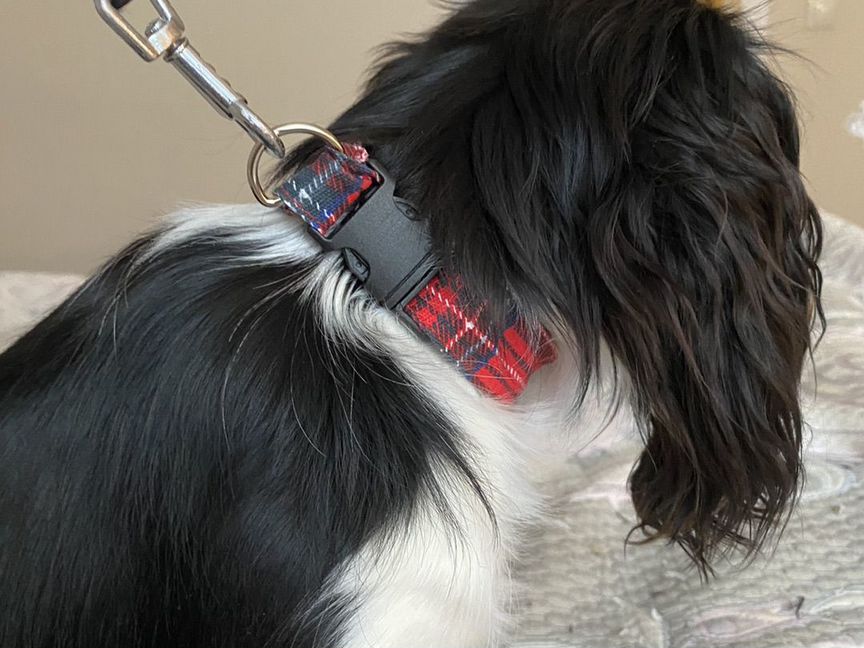 Ошейник для собак на заказ