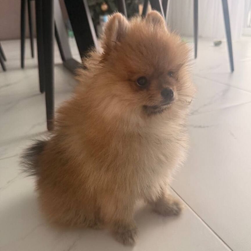 Померанский шпиц, щенок