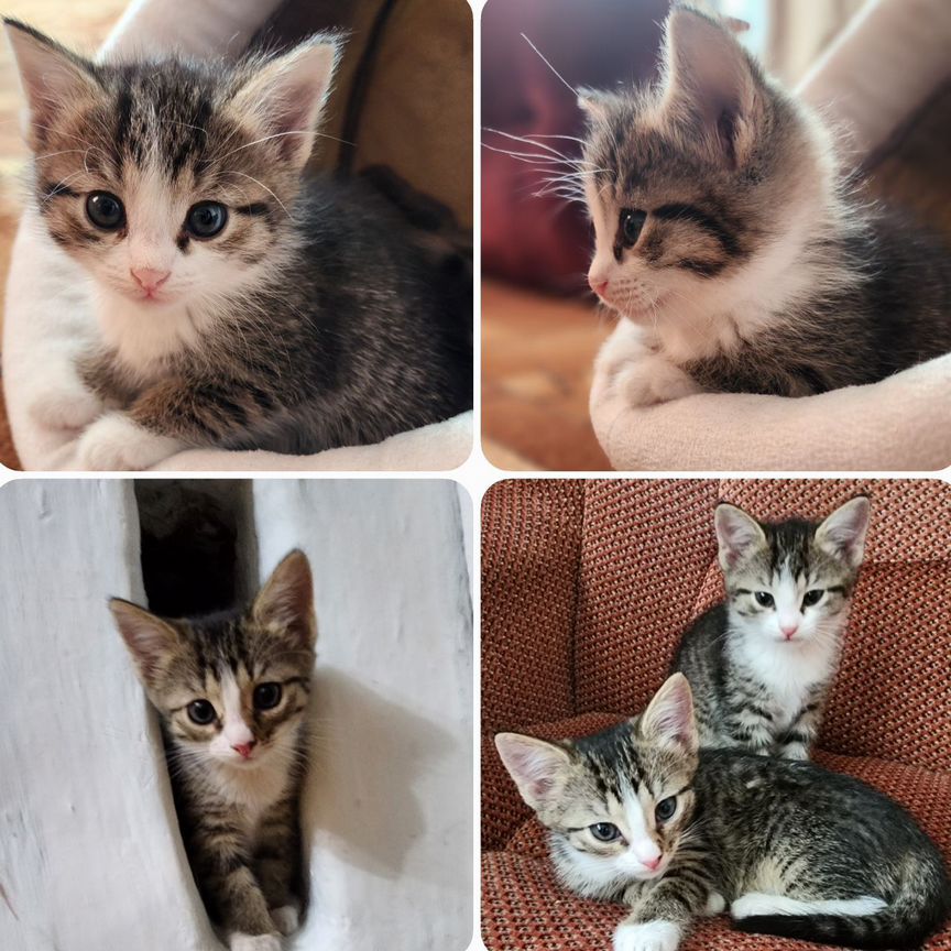 Котята в добрые руки (кошечки)