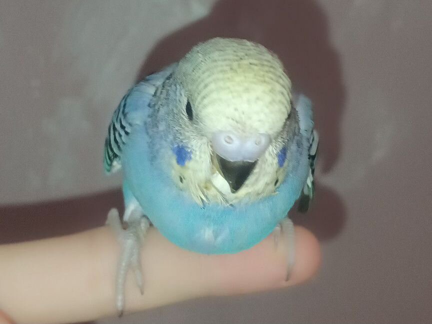 Волнистый попугай ручной