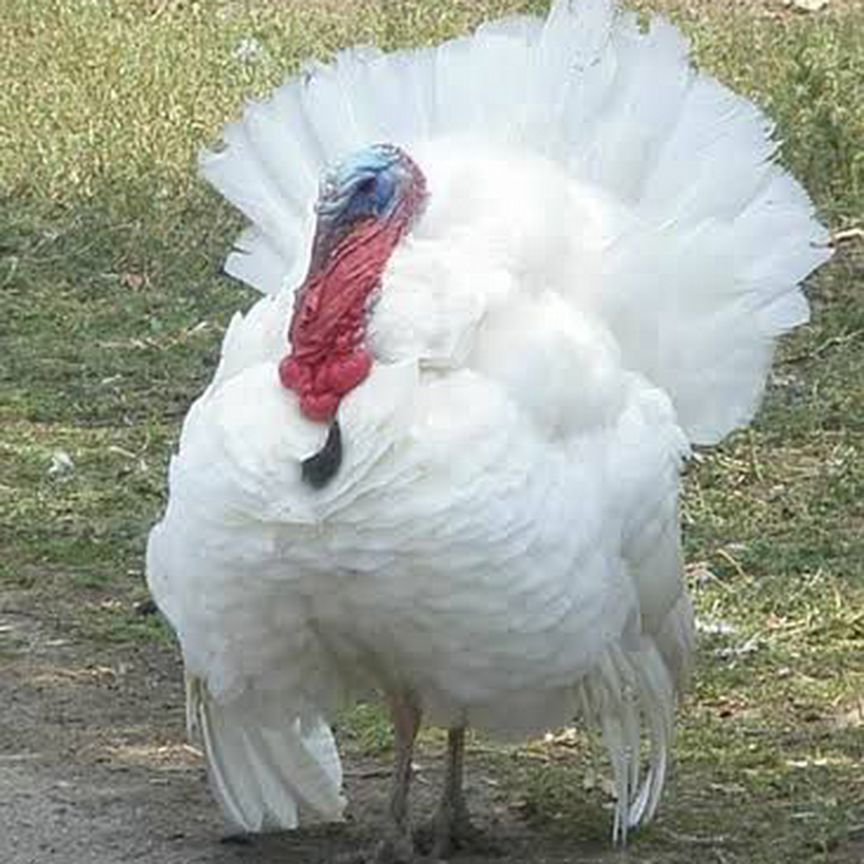 Семья индюков биг 6