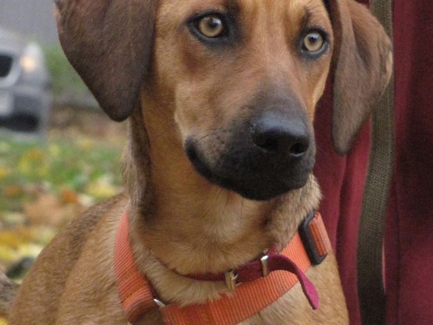 Такса (метис) Дина / приют/ в хорошие руки