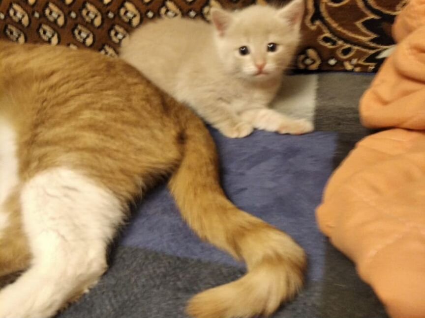 Котенок, мальчик