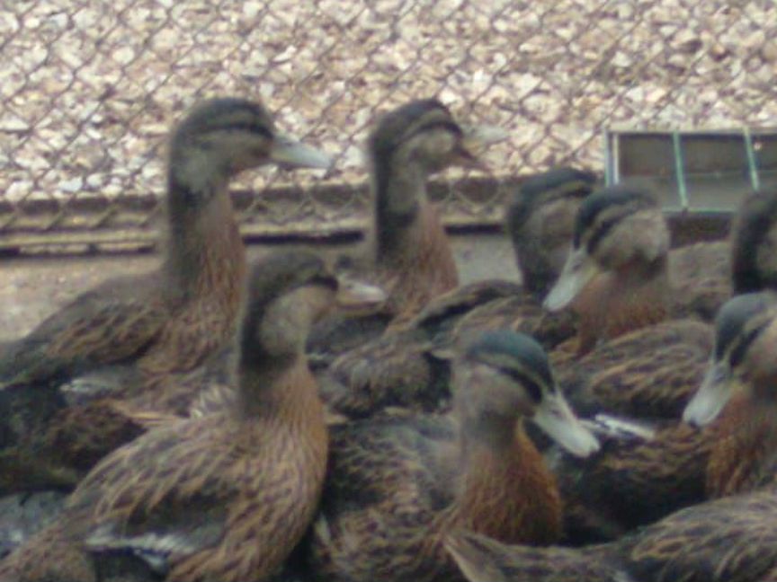 Утки дикие