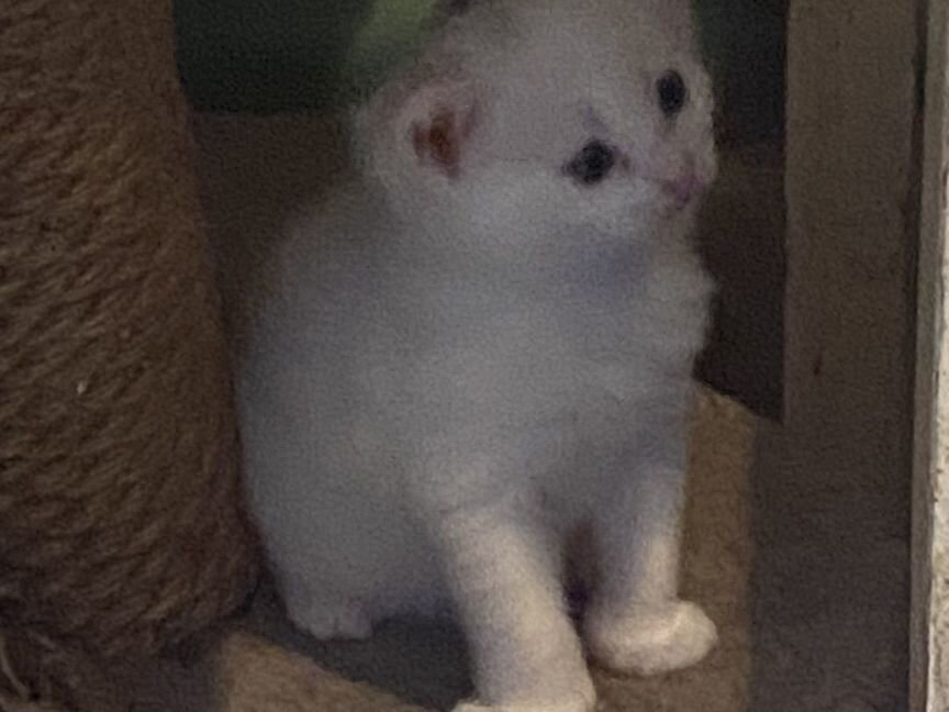 Белые котята