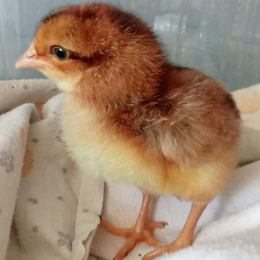 Суточные циплята доминант гс300