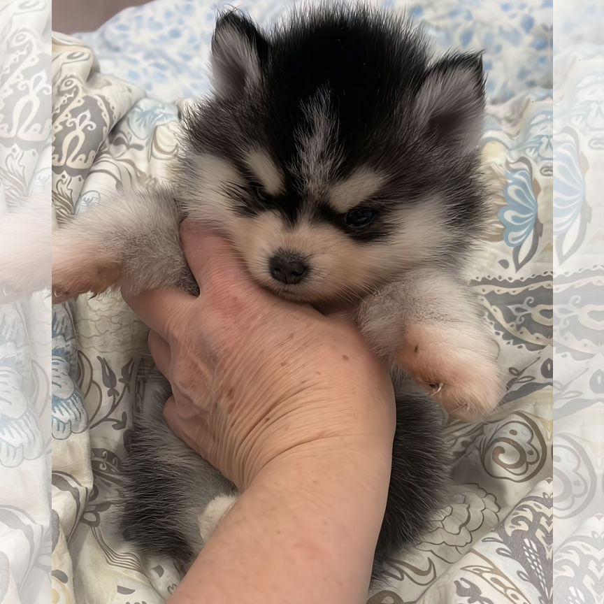 Помски, щенок