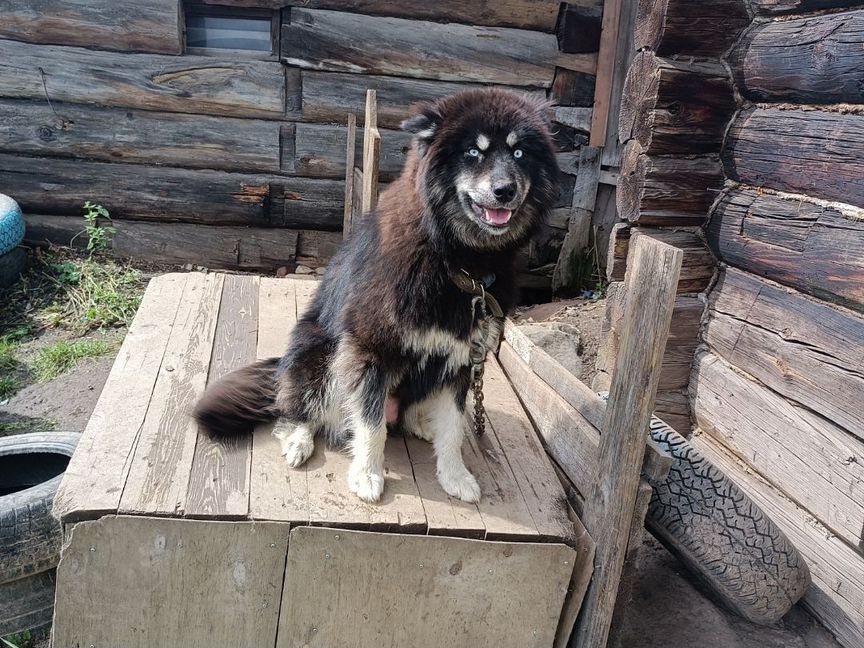 Собака в добрые руки отдам бесплатно