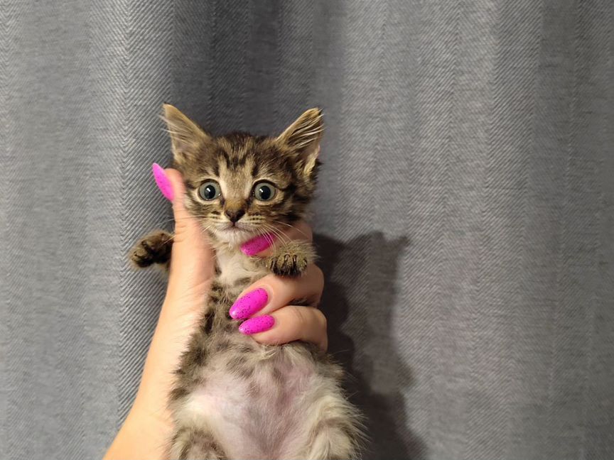 Котенок в добрые руки