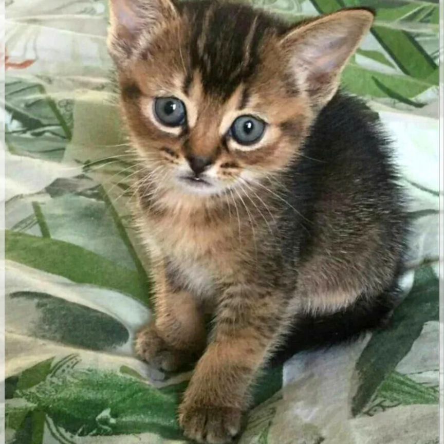 Котята Чаузи