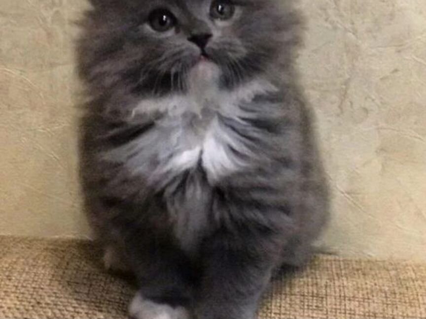 Сибирские котята