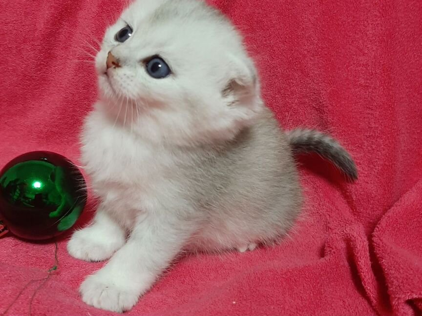 Шотландская вислоухая